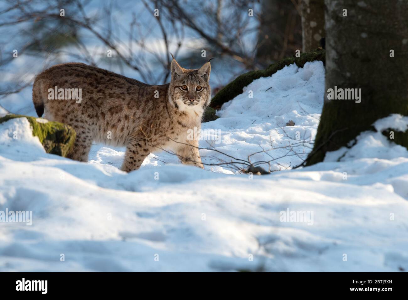 Junger eurasischer luchs hi-res stock photography and images - Alamy