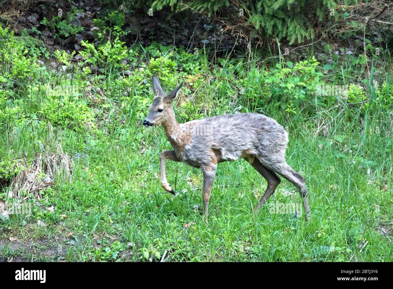 Rehe im wald hi-res stock photography and images - Alamy Rehe im wald hi-res stock photography and images - Alamy