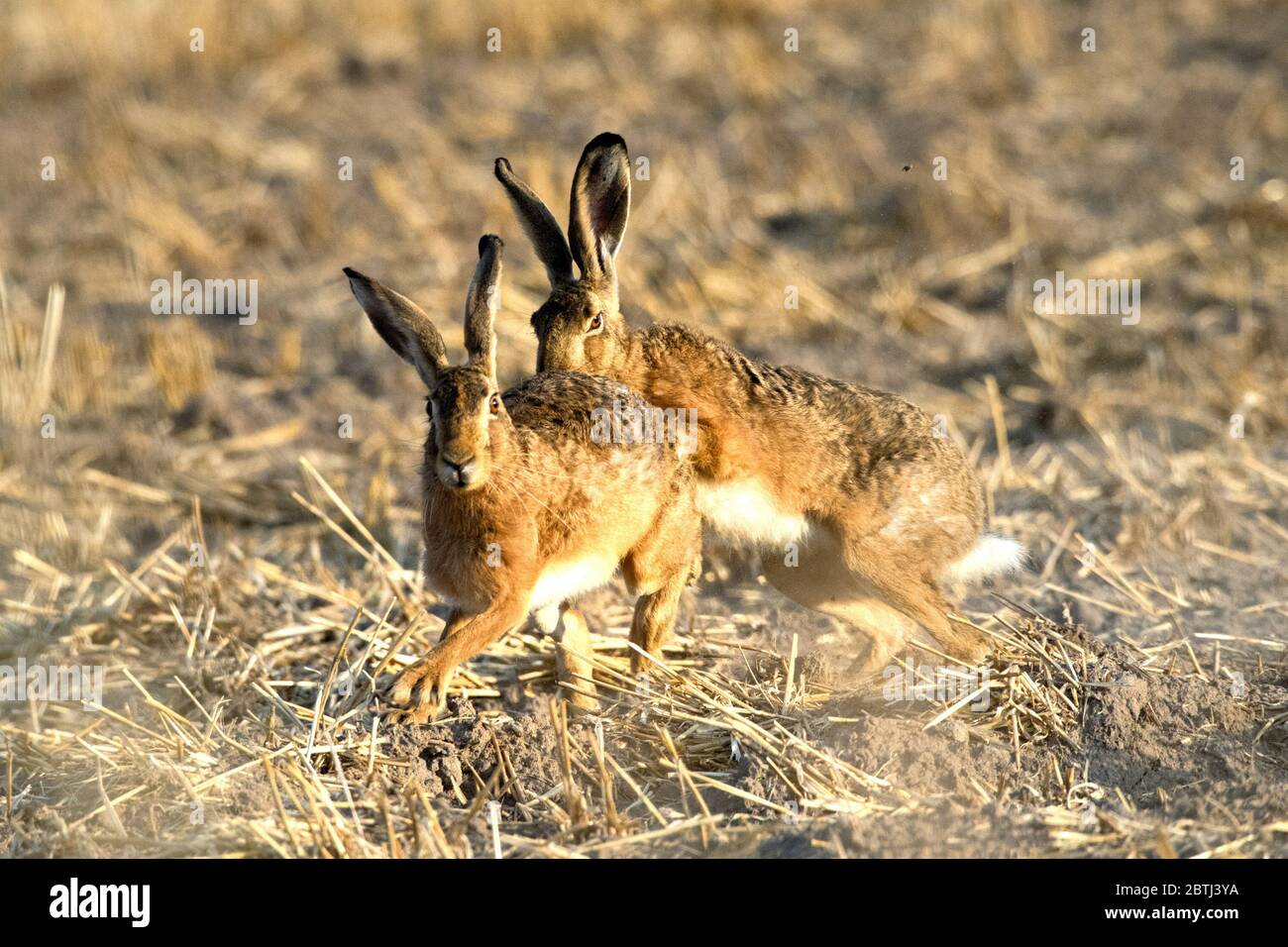 Hase in der blumenwiese hi-res stock photography and images - Alamy