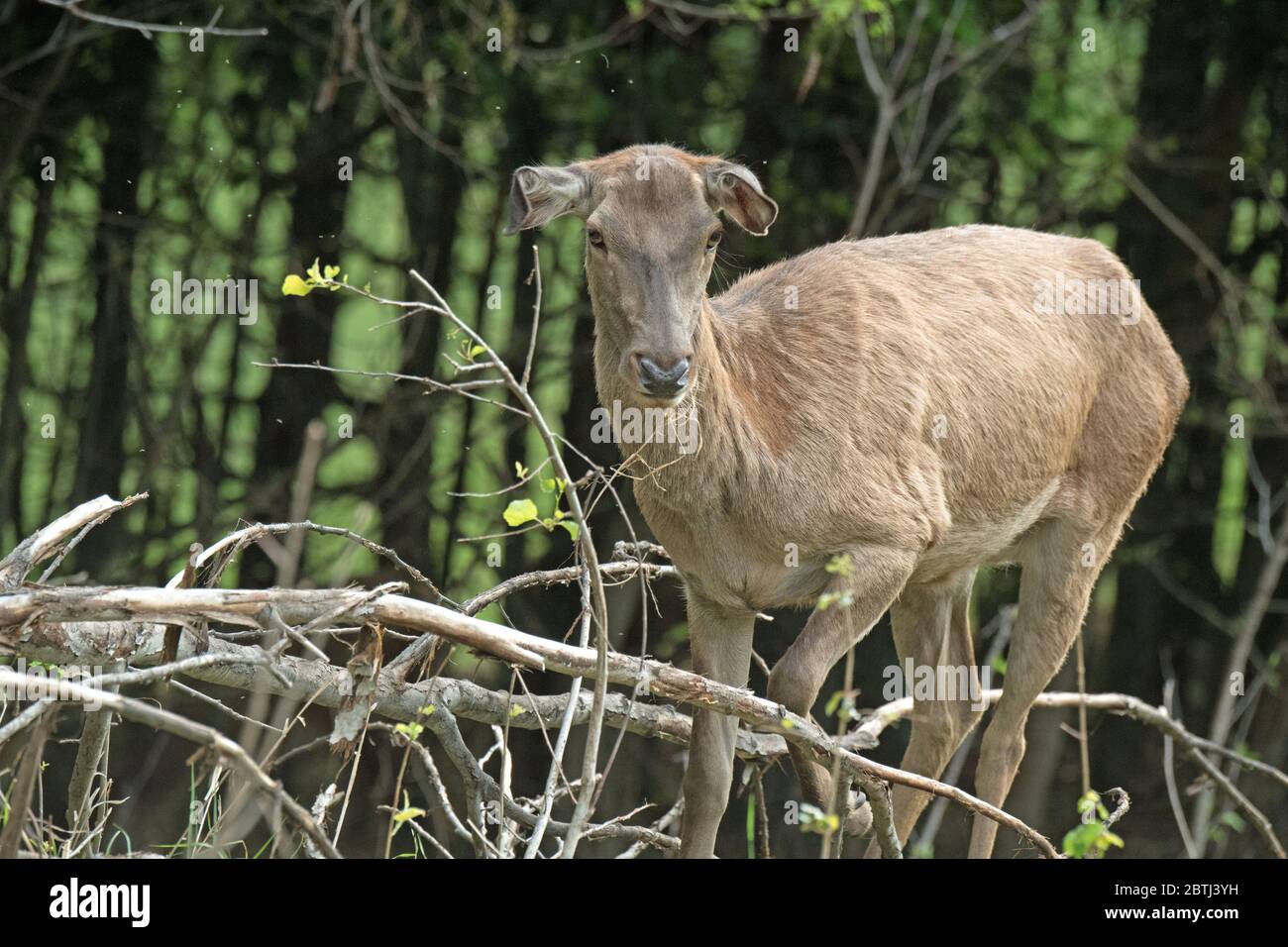 Rotwild beim asen hi-res stock photography and images - Alamy