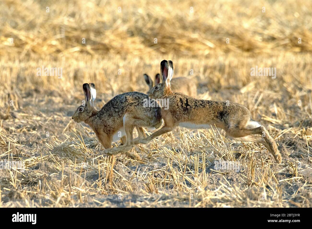 Hase in der blumenwiese hi-res stock photography and images - Alamy