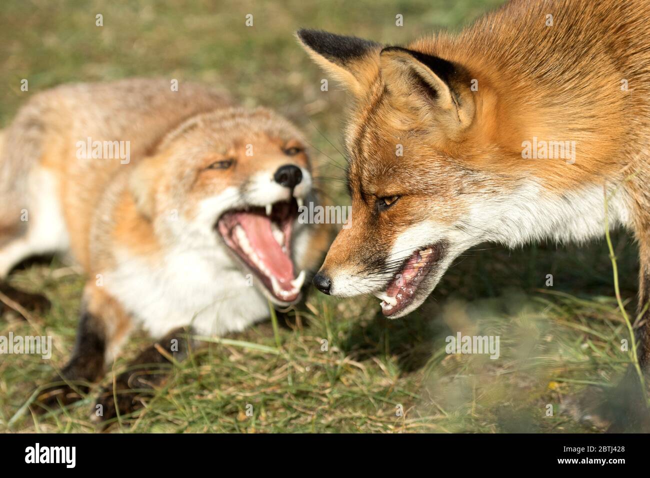 Europaischer fuchs hi-res stock photography and images - Alamy