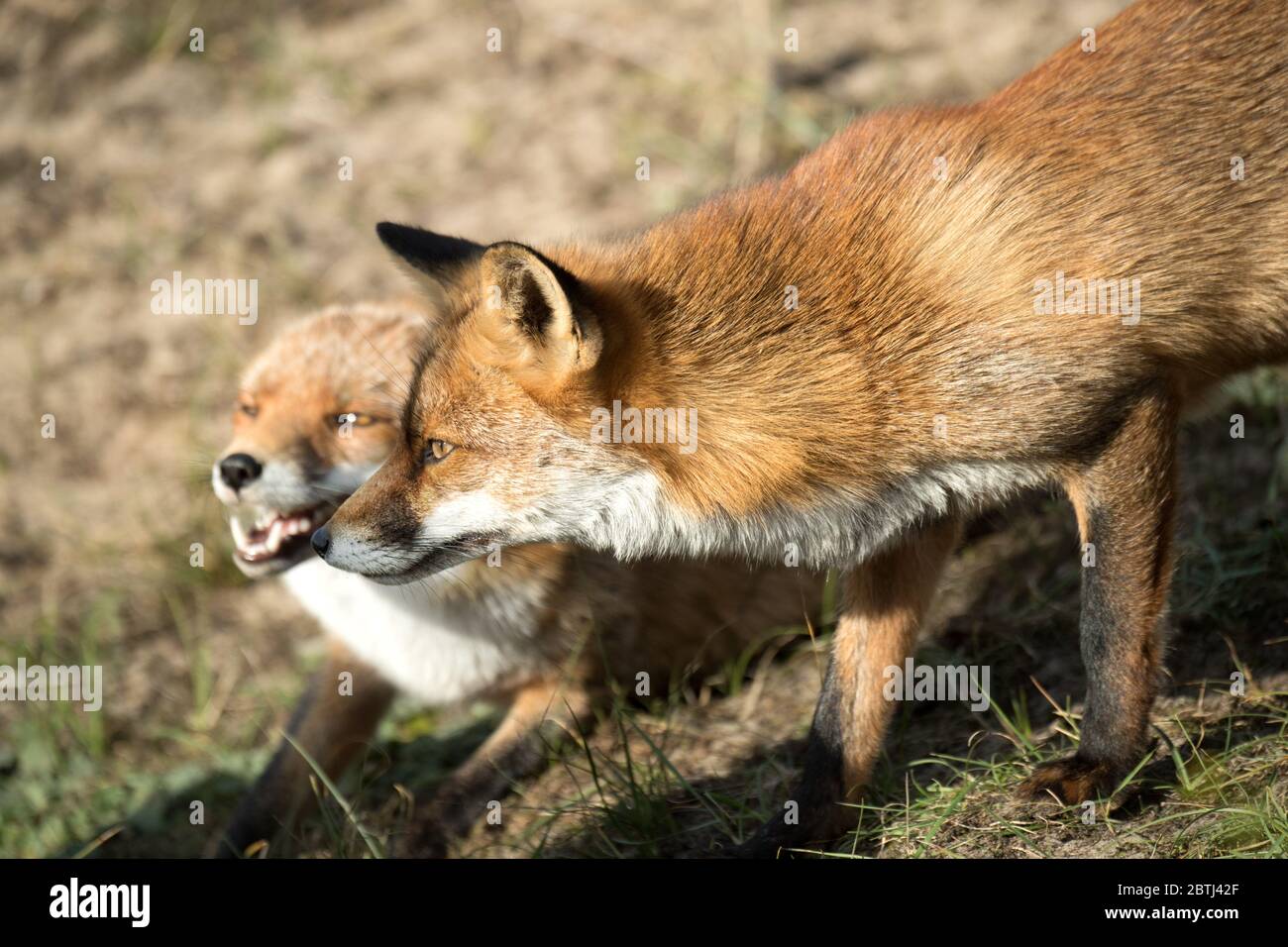 Listiger hi-res stock photography and images - Alamy