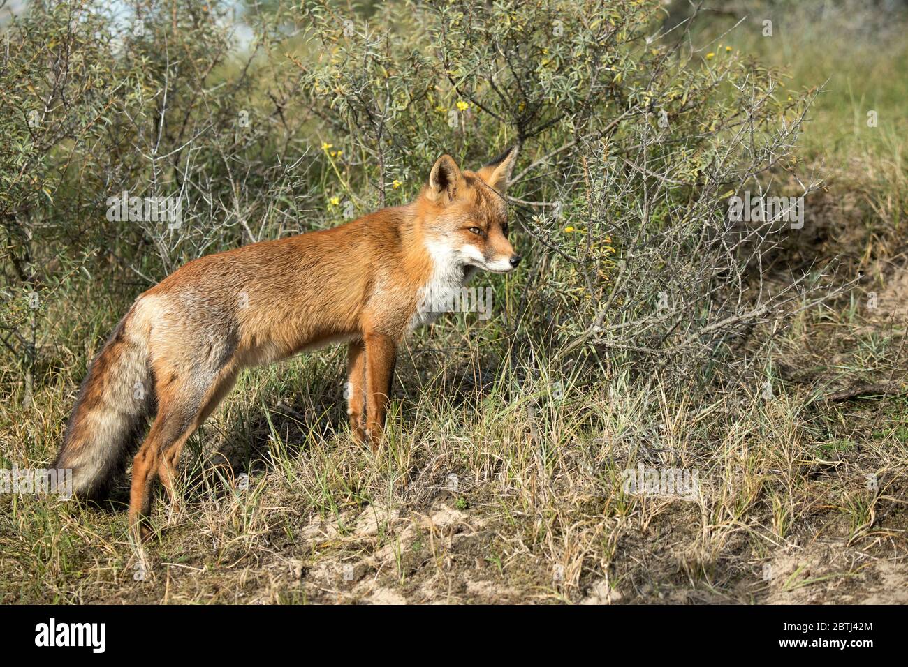 Listiger hi-res stock photography and images - Alamy