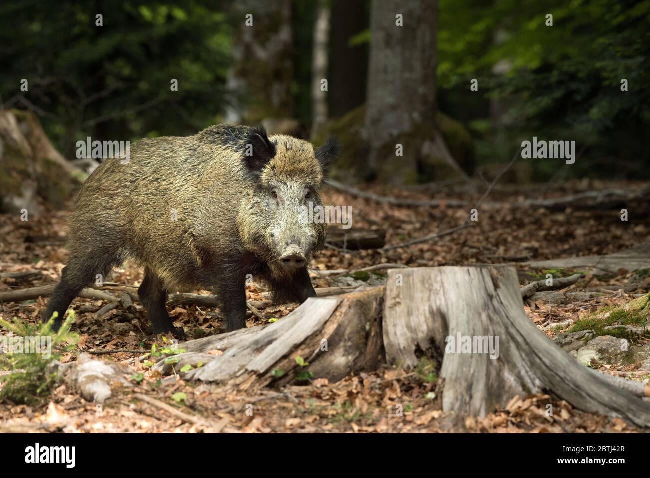 Wirbeltiere hi-res stock photography and images - Alamy