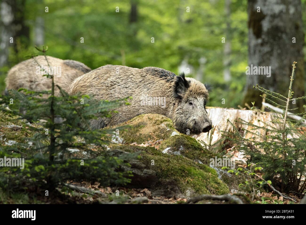Wirbeltiere hi-res stock photography and images - Alamy