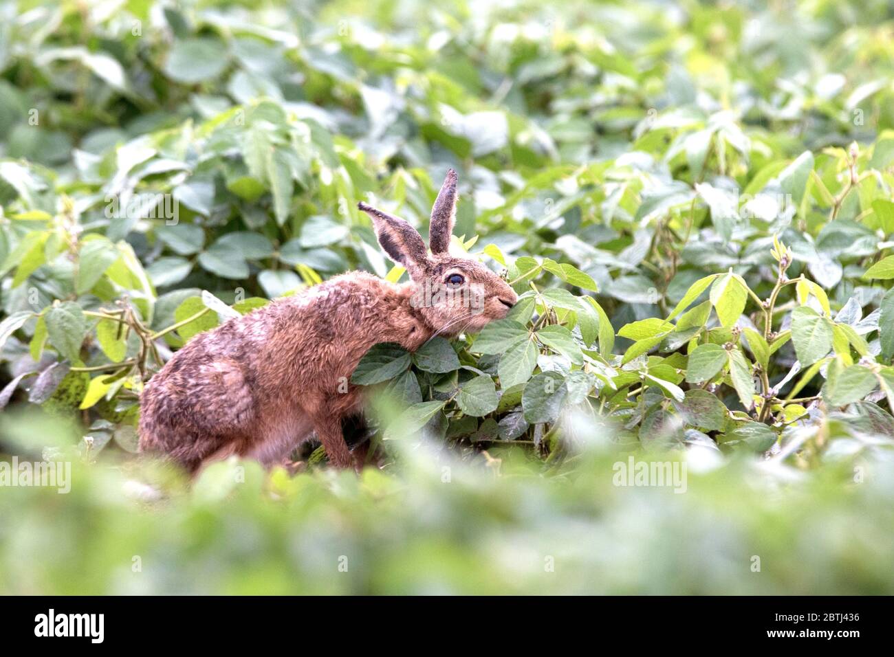 Hase im sommer hi-res stock photography and images - Alamy