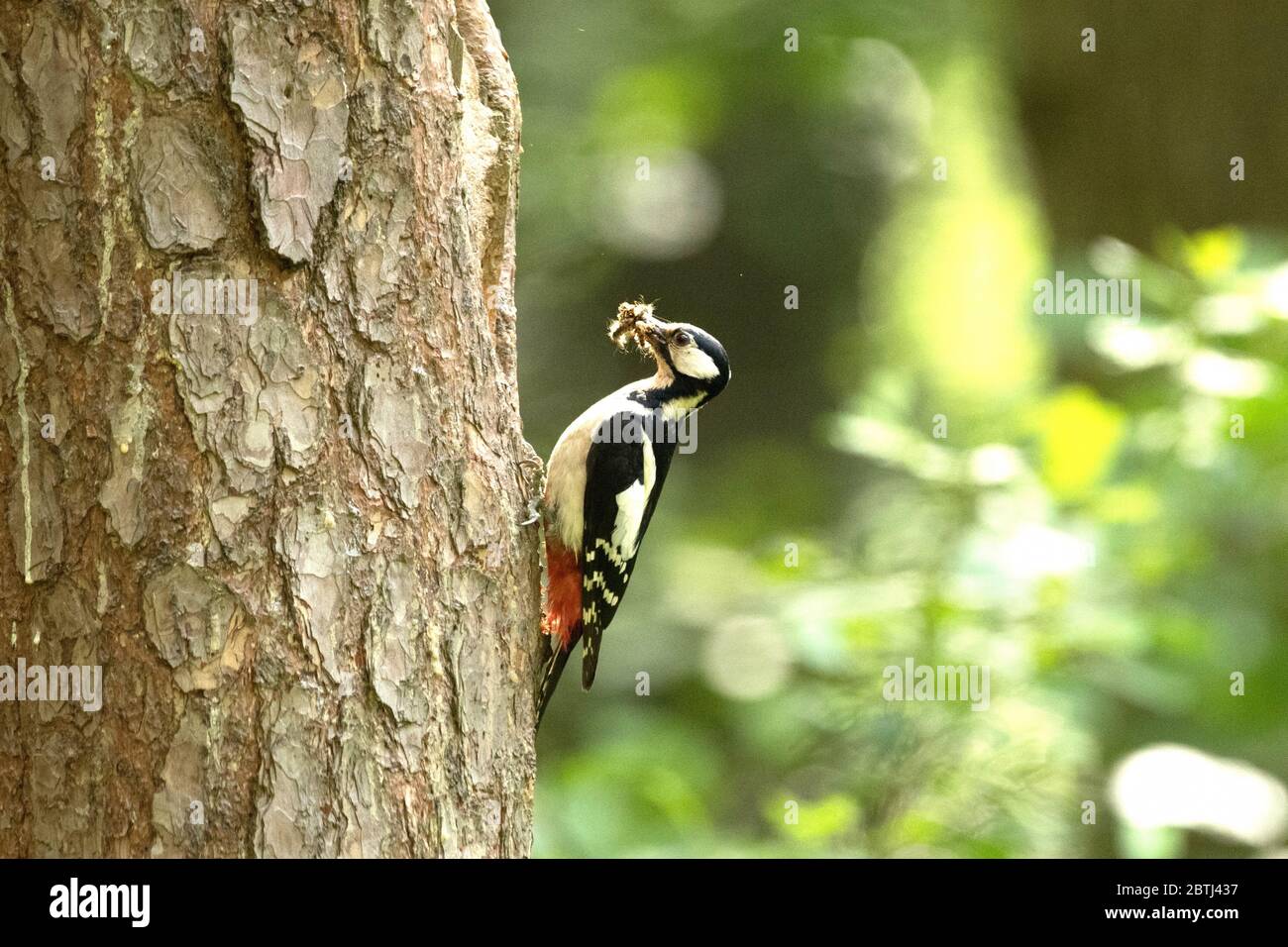 Grosser buntspecht hi-res stock photography and images - Alamy