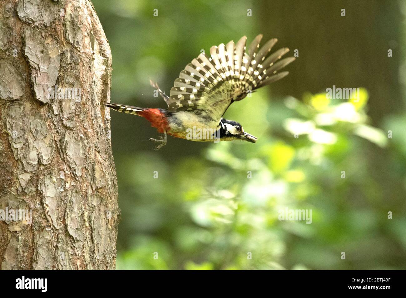 Spechte hi-res stock photography and images - Alamy