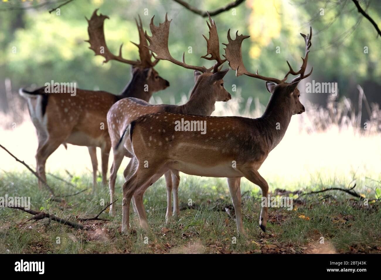 Damhirsche im Herbst Stock Photo - Alamy