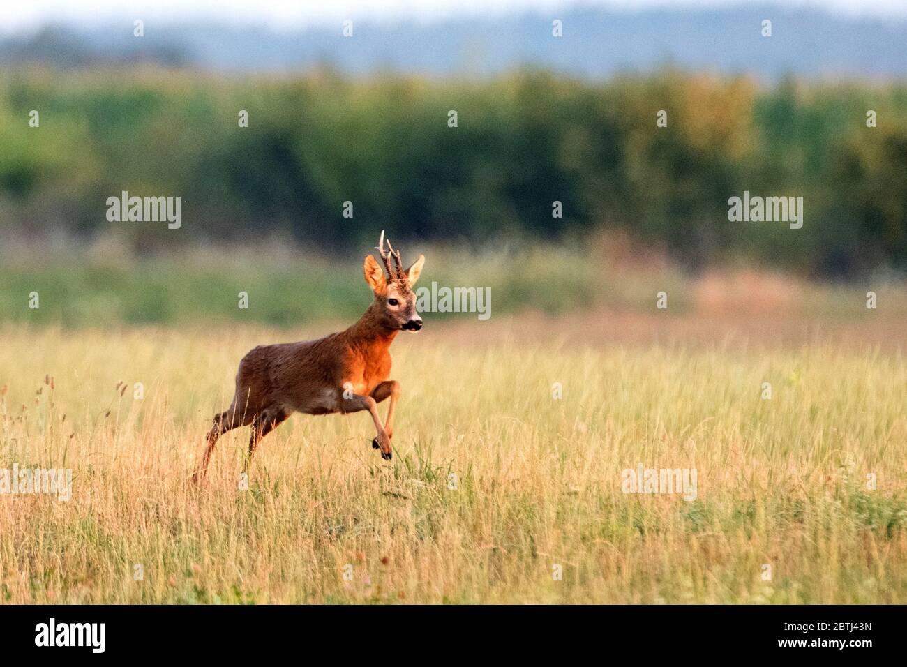Rehe hi-res stock photography and images - Alamy