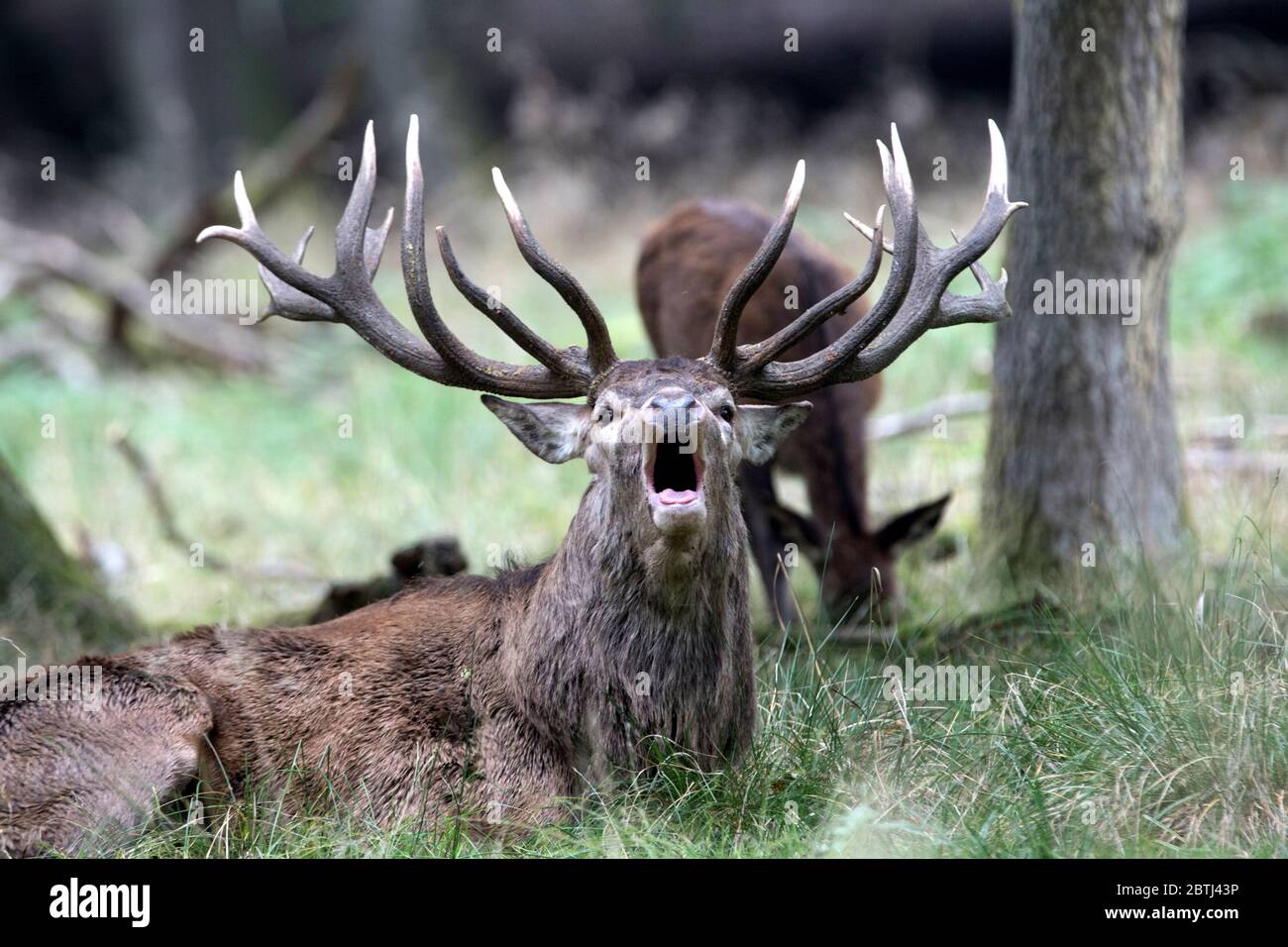 Rotwild hi-res stock photography and images - Alamy