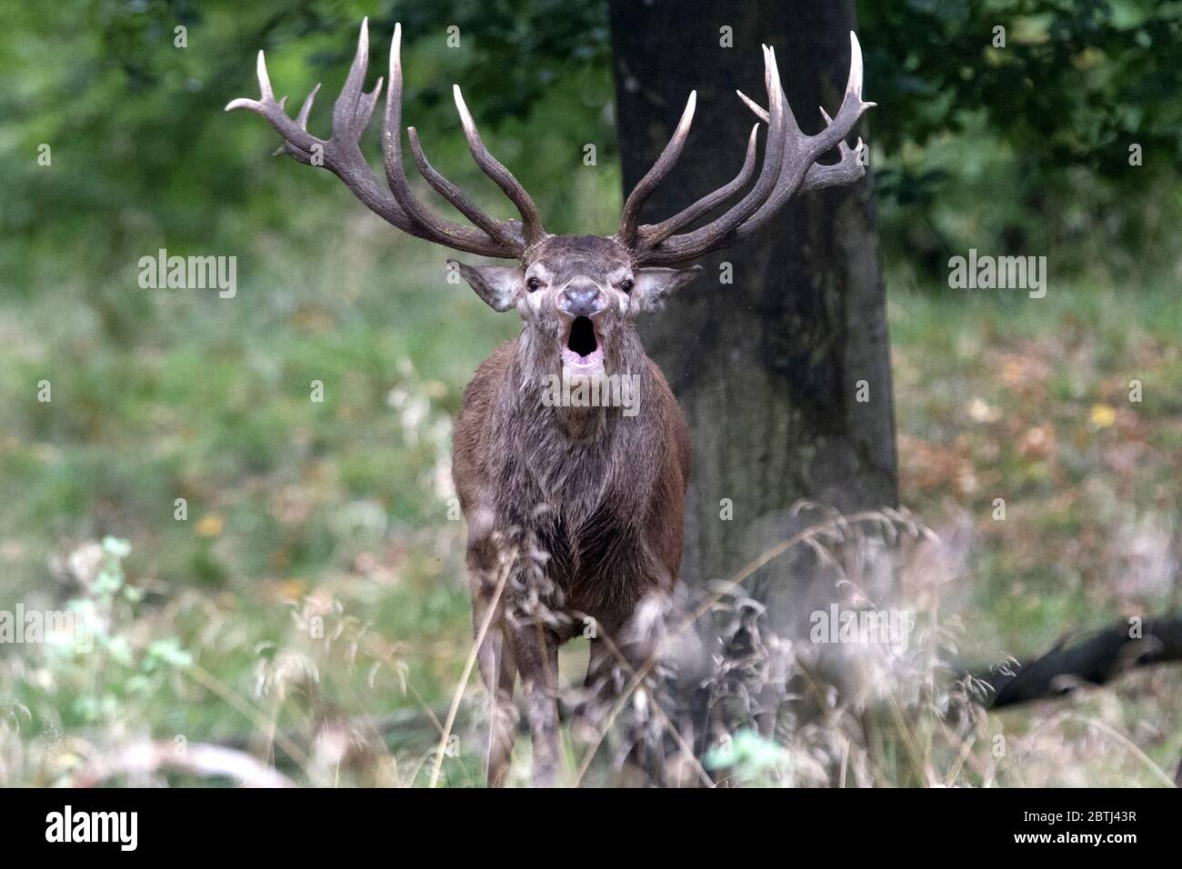 Rotwild hi-res stock photography and images - Alamy