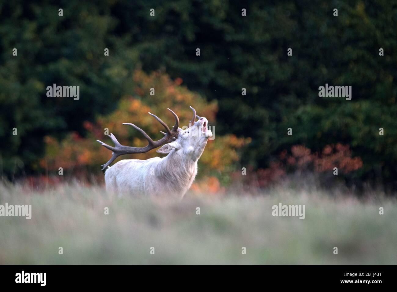 Heimisches wild hi-res stock photography and images - Alamy