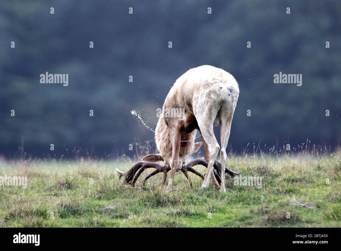Heimisches wild hi-res stock photography and images - Alamy