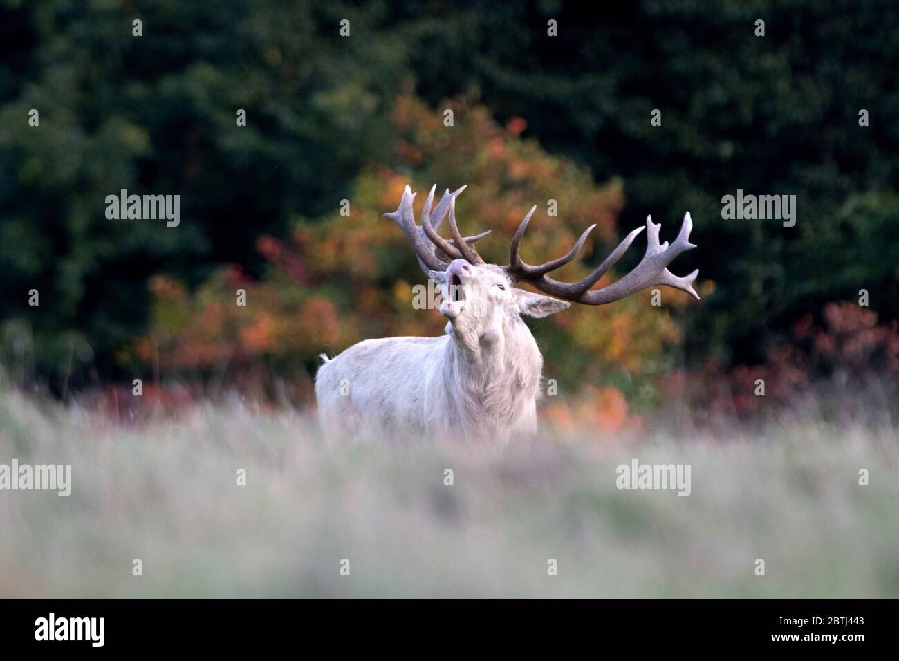 Heimisches wild hi-res stock photography and images - Alamy
