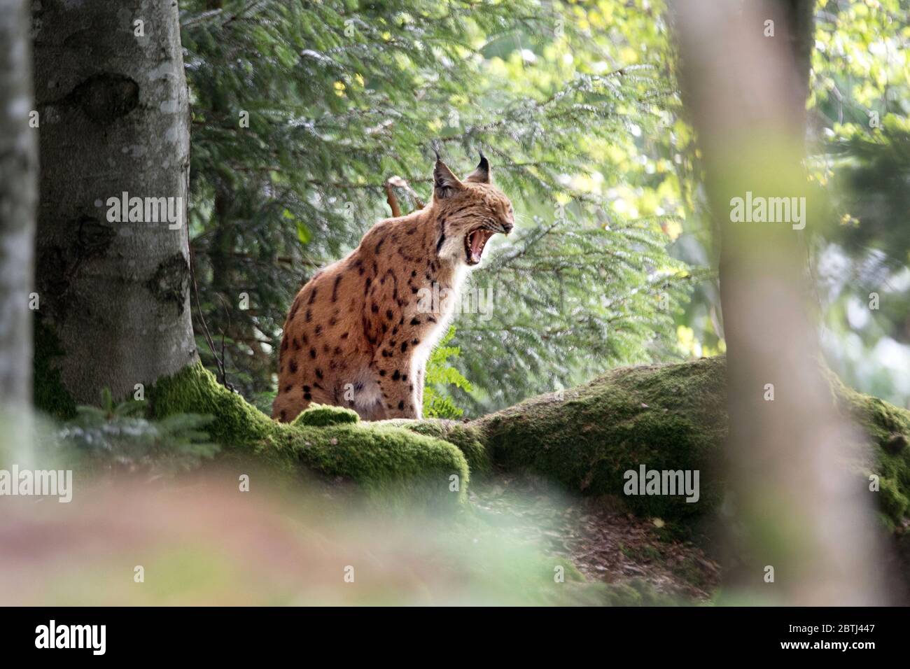 Luchs im sommer hi-res stock photography and images - Alamy