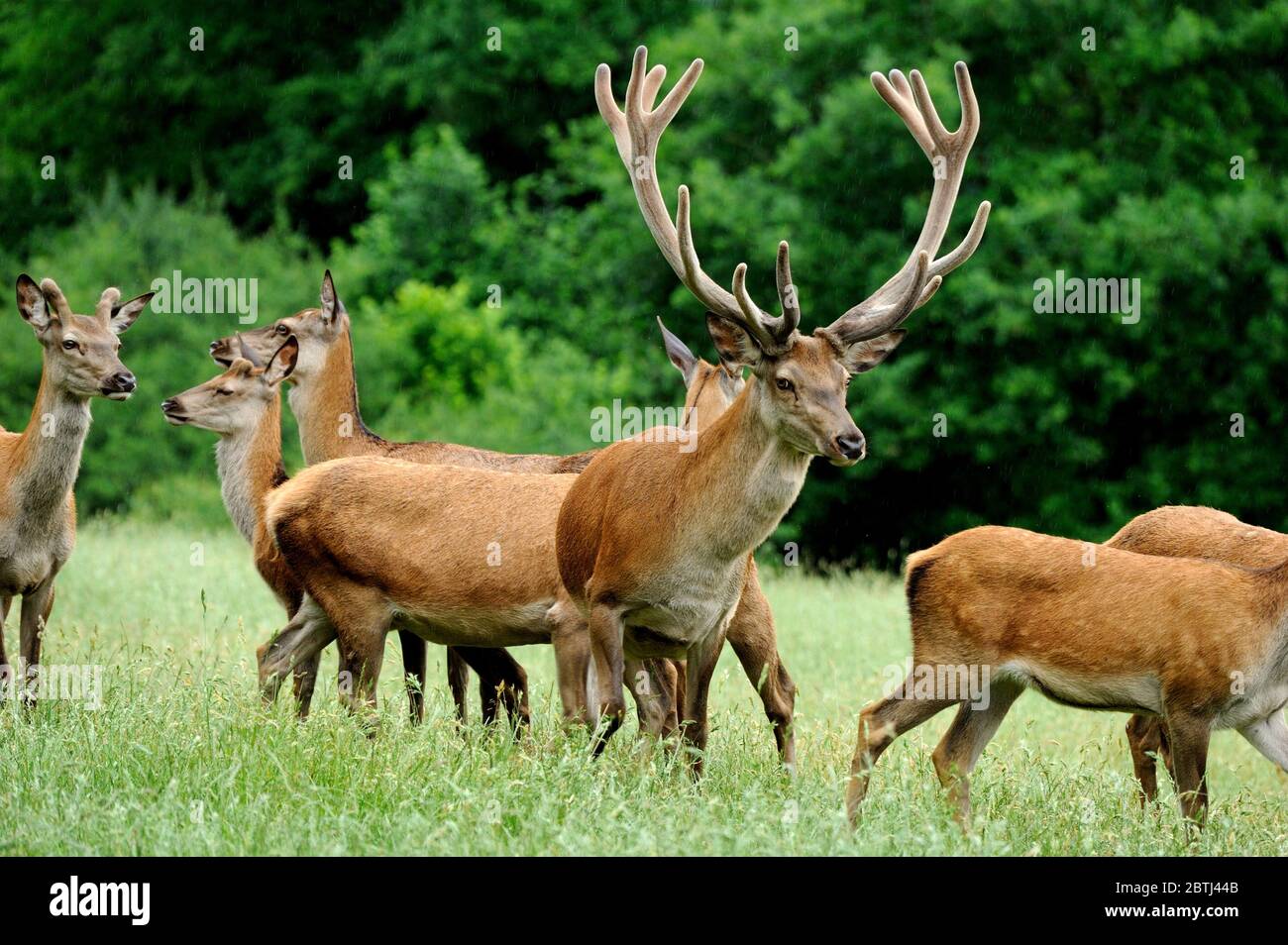 Rothirsche im fruhjahr hi-res stock photography and images - Alamy