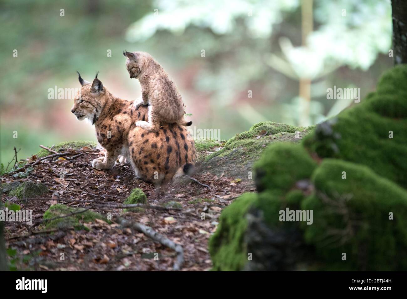 Luchs im sommer hi-res stock photography and images - Alamy