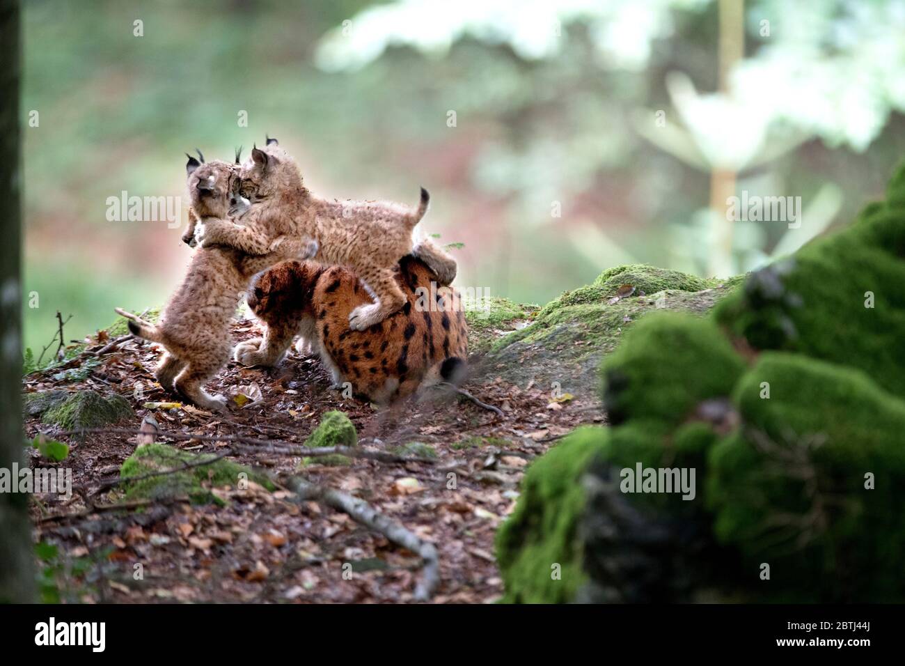 Katzluchse hi-res stock photography and images - Alamy
