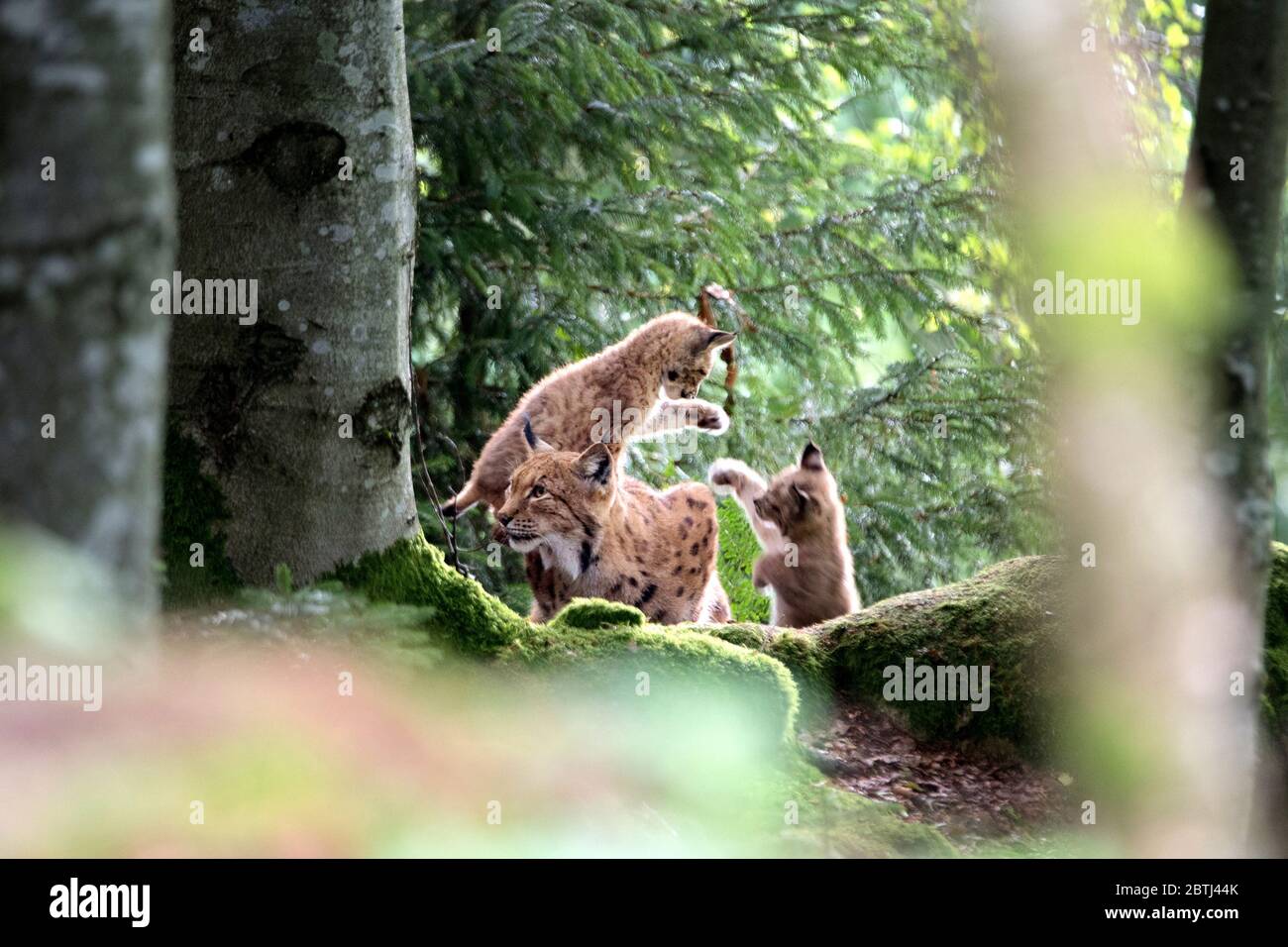 Luchs im sommer hi-res stock photography and images - Alamy