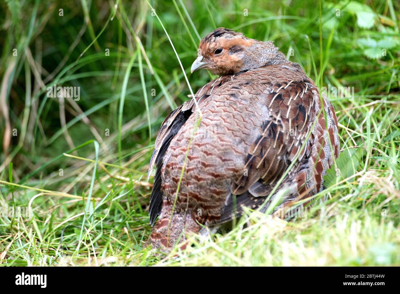 Rebhuhn hi-res stock photography and images - Alamy