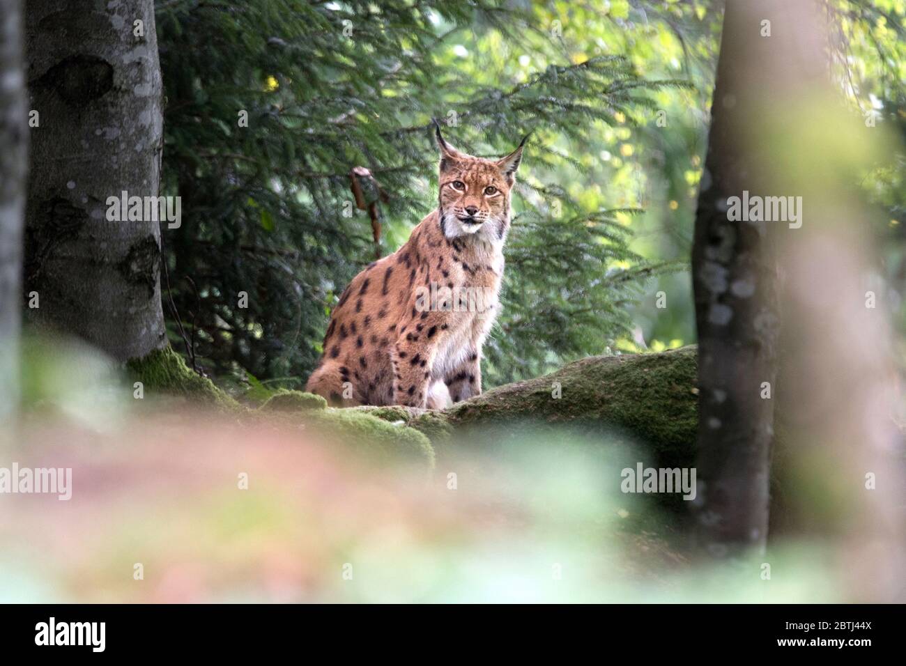 Luchs im sommer hi-res stock photography and images - Alamy