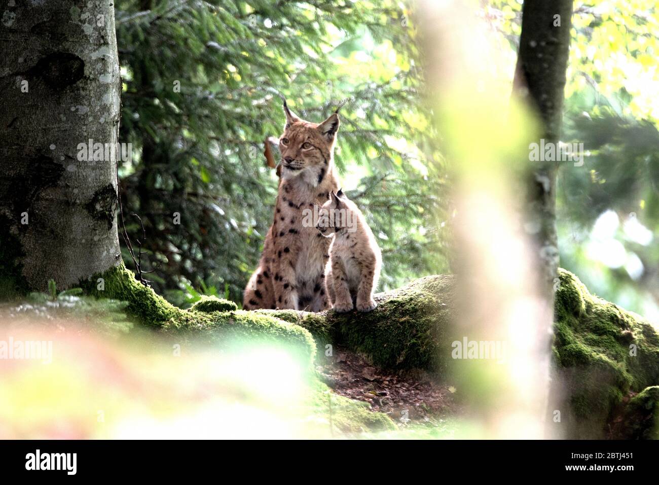Luchs im sommer hi-res stock photography and images - Alamy