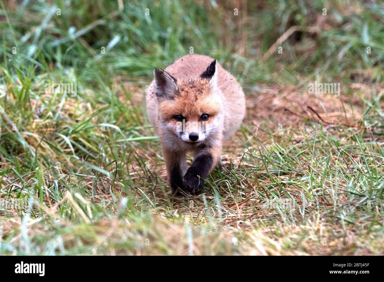 Rotfuchs welpen hi-res stock photography and images - Alamy