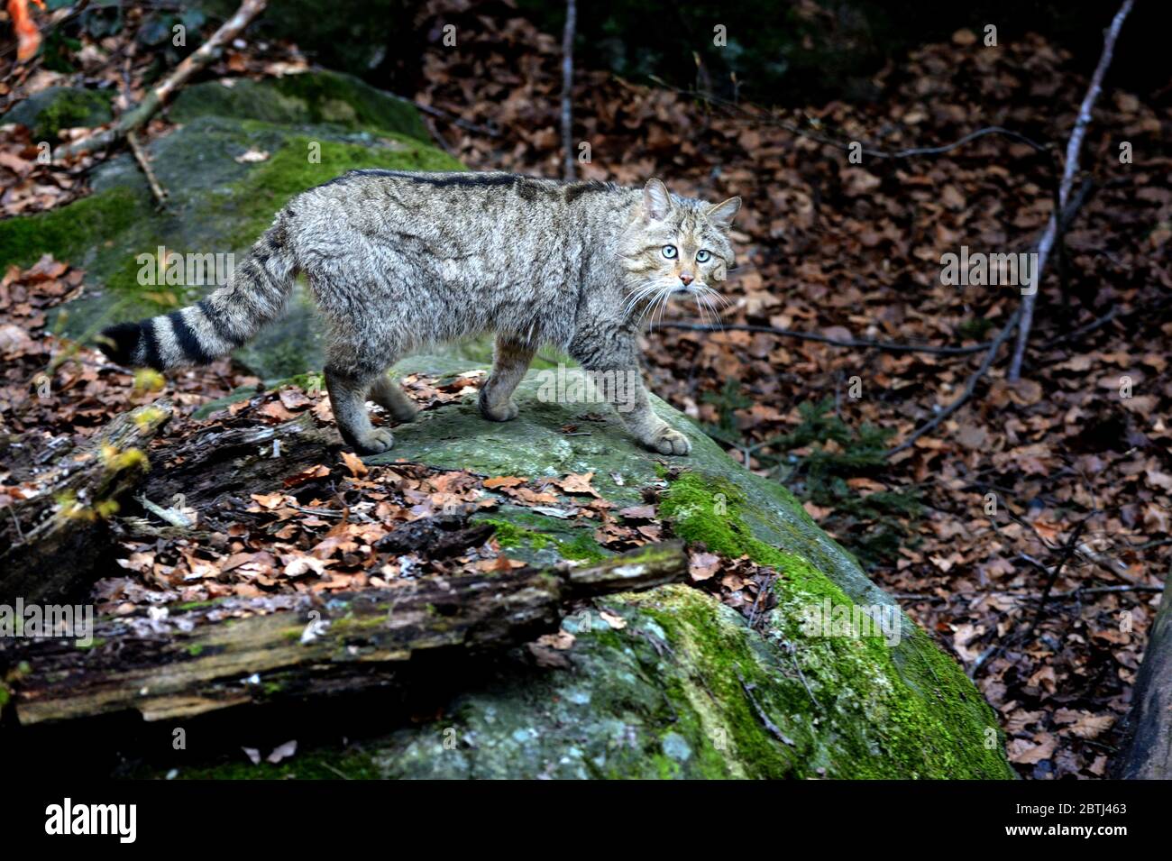 W wildtiere hi-res stock photography and images - Alamy