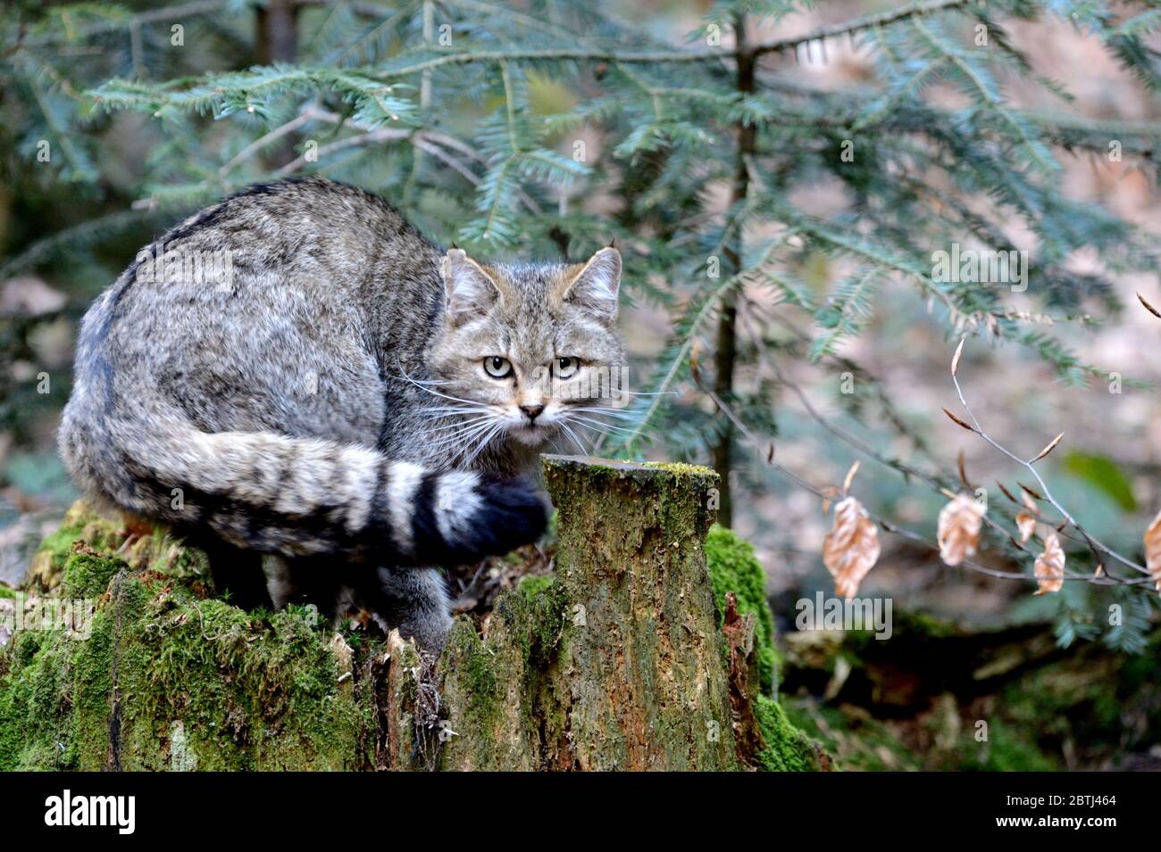 Wildkatze felis silvestris hi-res stock photography and images - Alamy