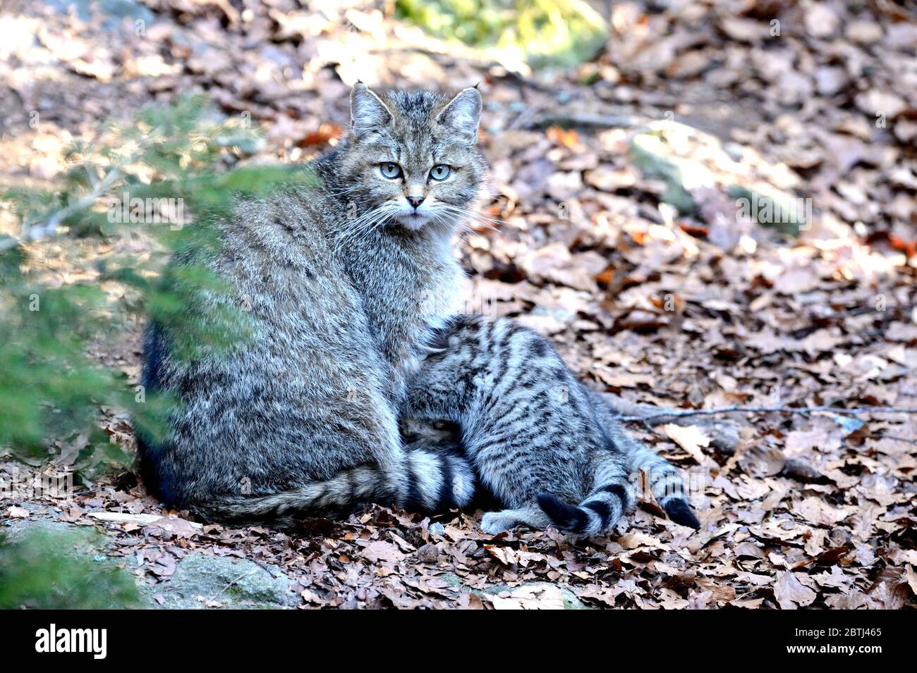 W wildtiere hi-res stock photography and images - Alamy