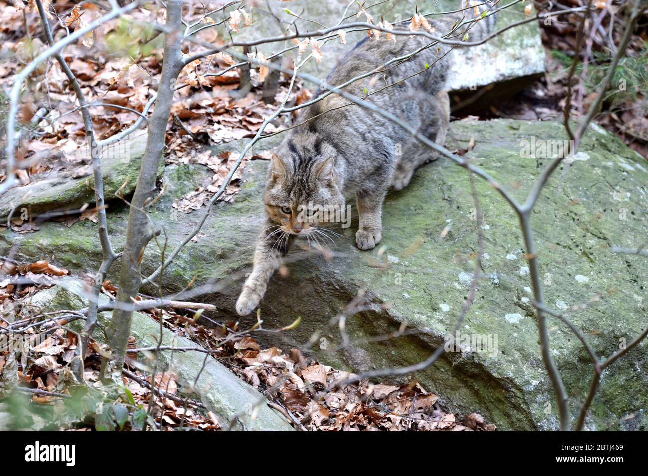W wildtiere hi-res stock photography and images - Alamy