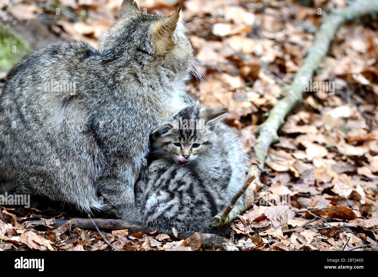 Wilde katze hi-res stock photography and images - Alamy