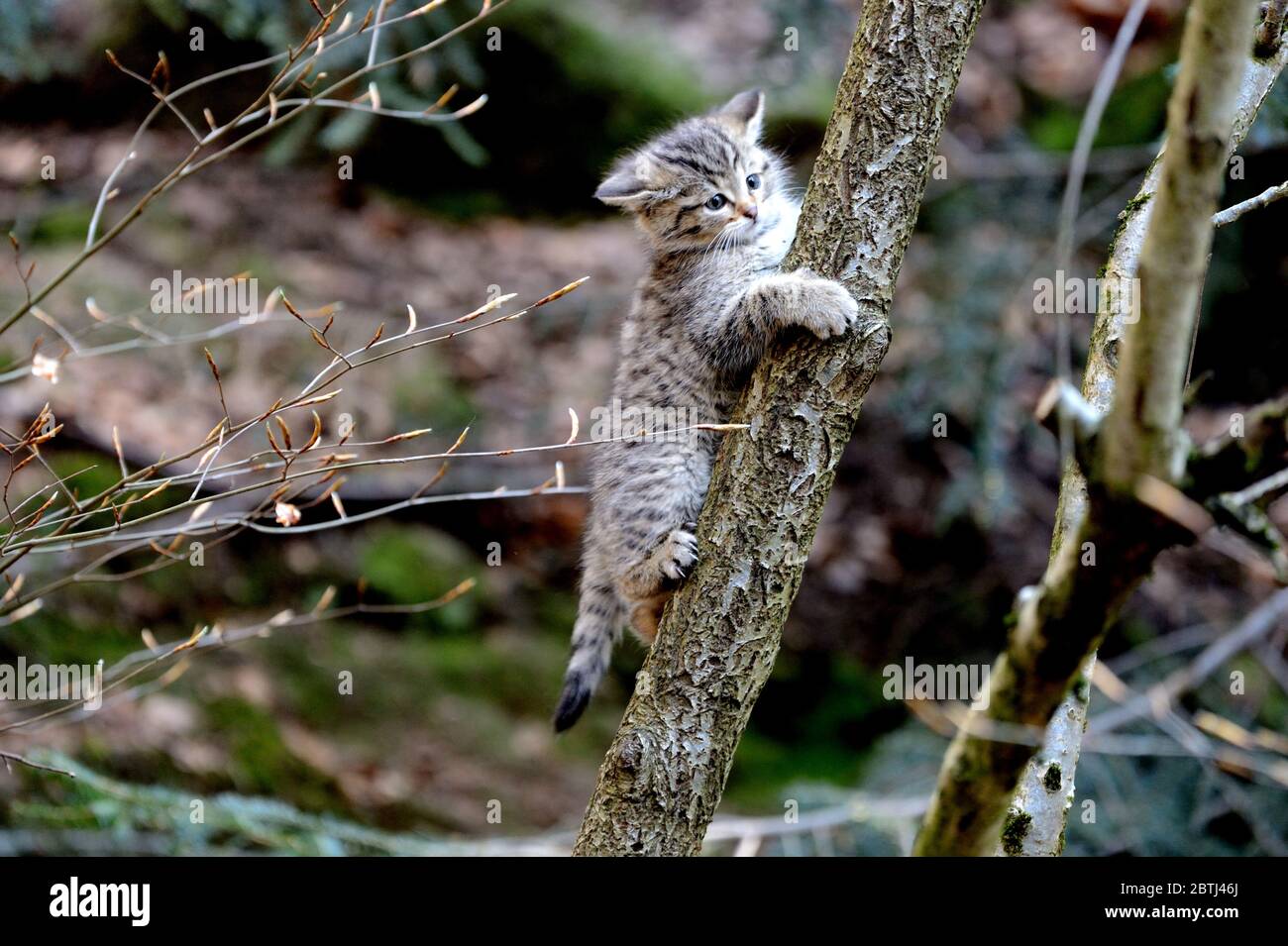 W wildtiere hi-res stock photography and images - Alamy