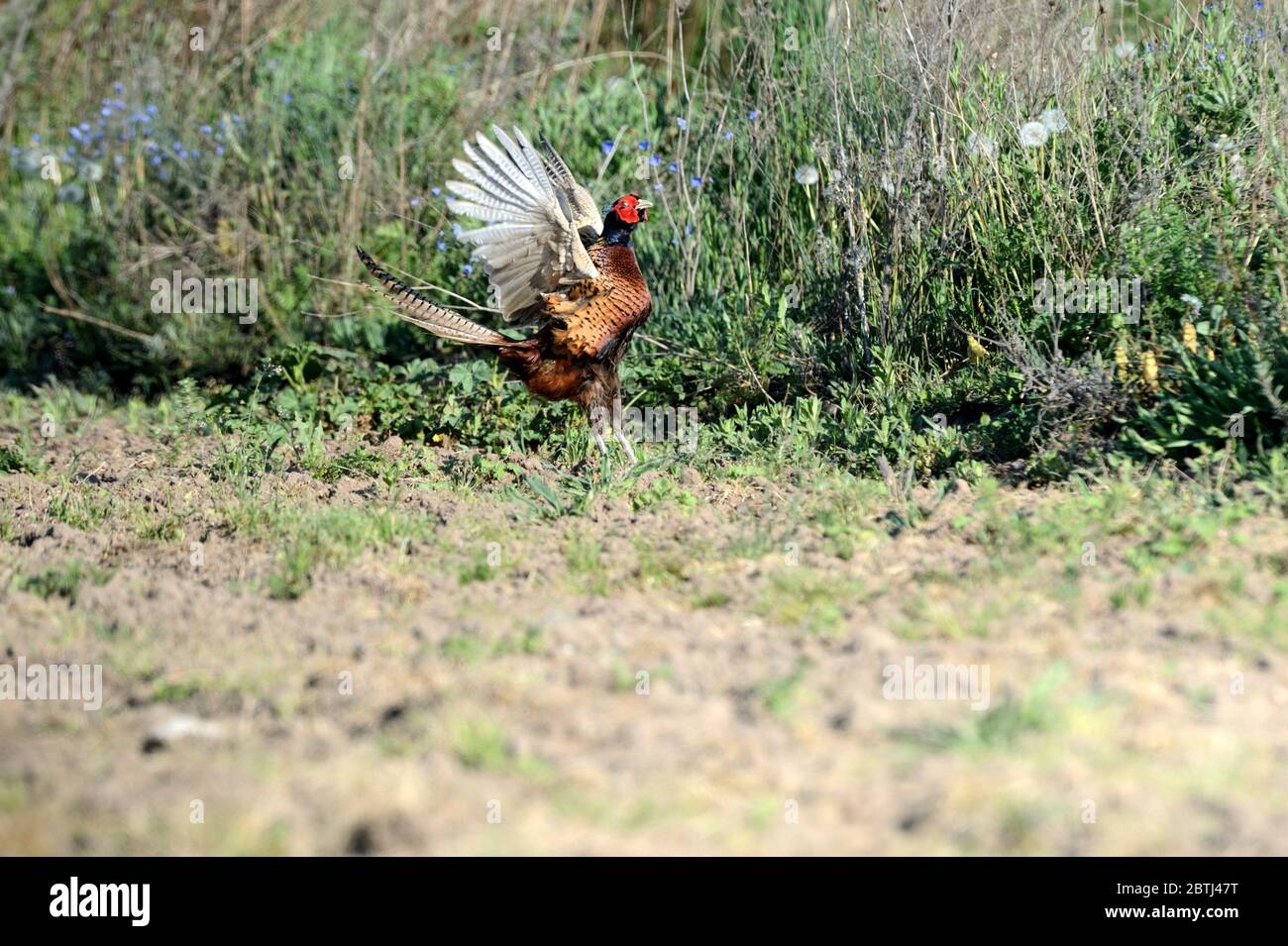 Jagdfasan hi-res stock photography and images - Alamy