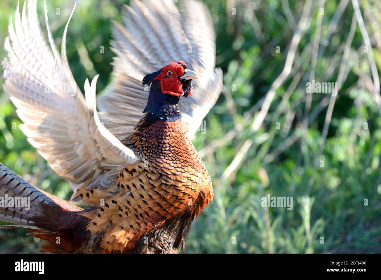 Jagdfasan High Resolution Stock Photography and Images - Alamy