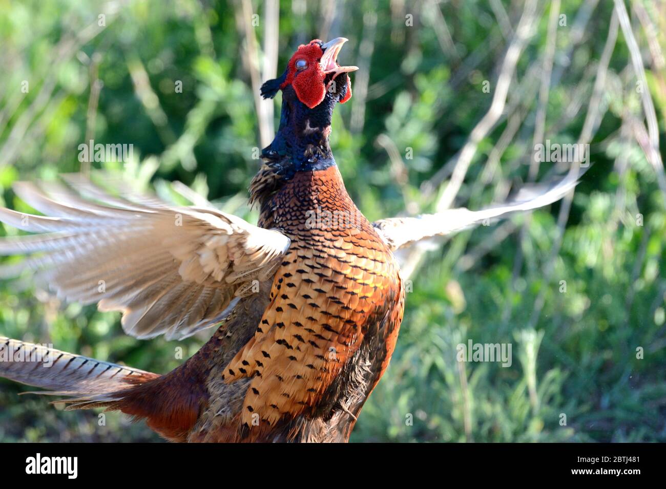 Jagdfasan fasan hi-res stock photography and images - Alamy