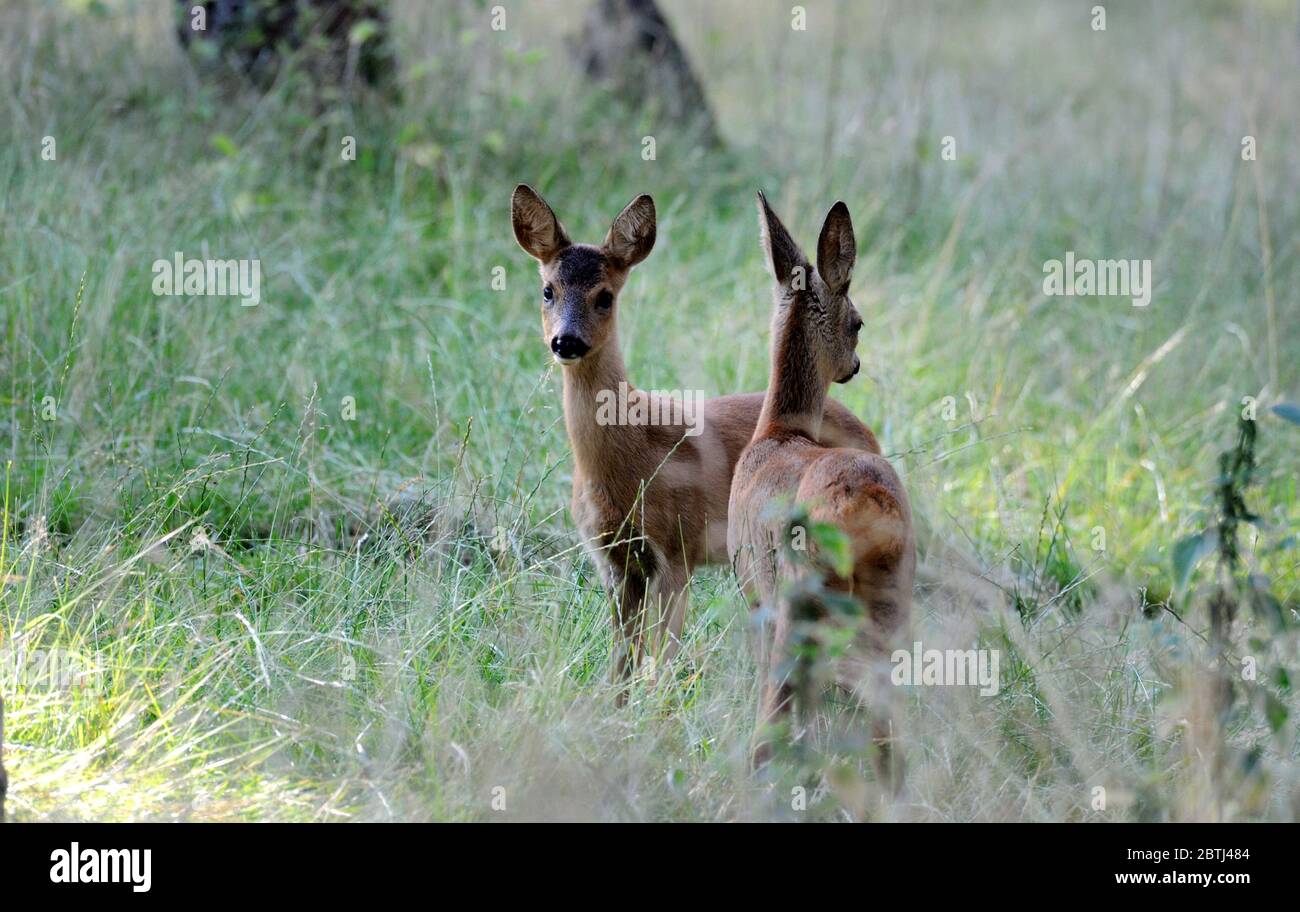 Rehe im Wald Stock Photo - Alamy