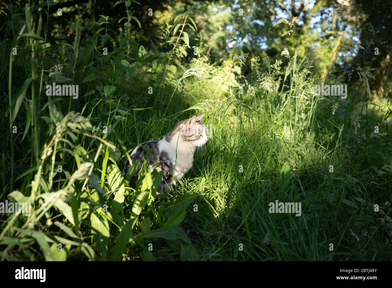domestic white and grey cat outside, cute kitten, green grass with ...