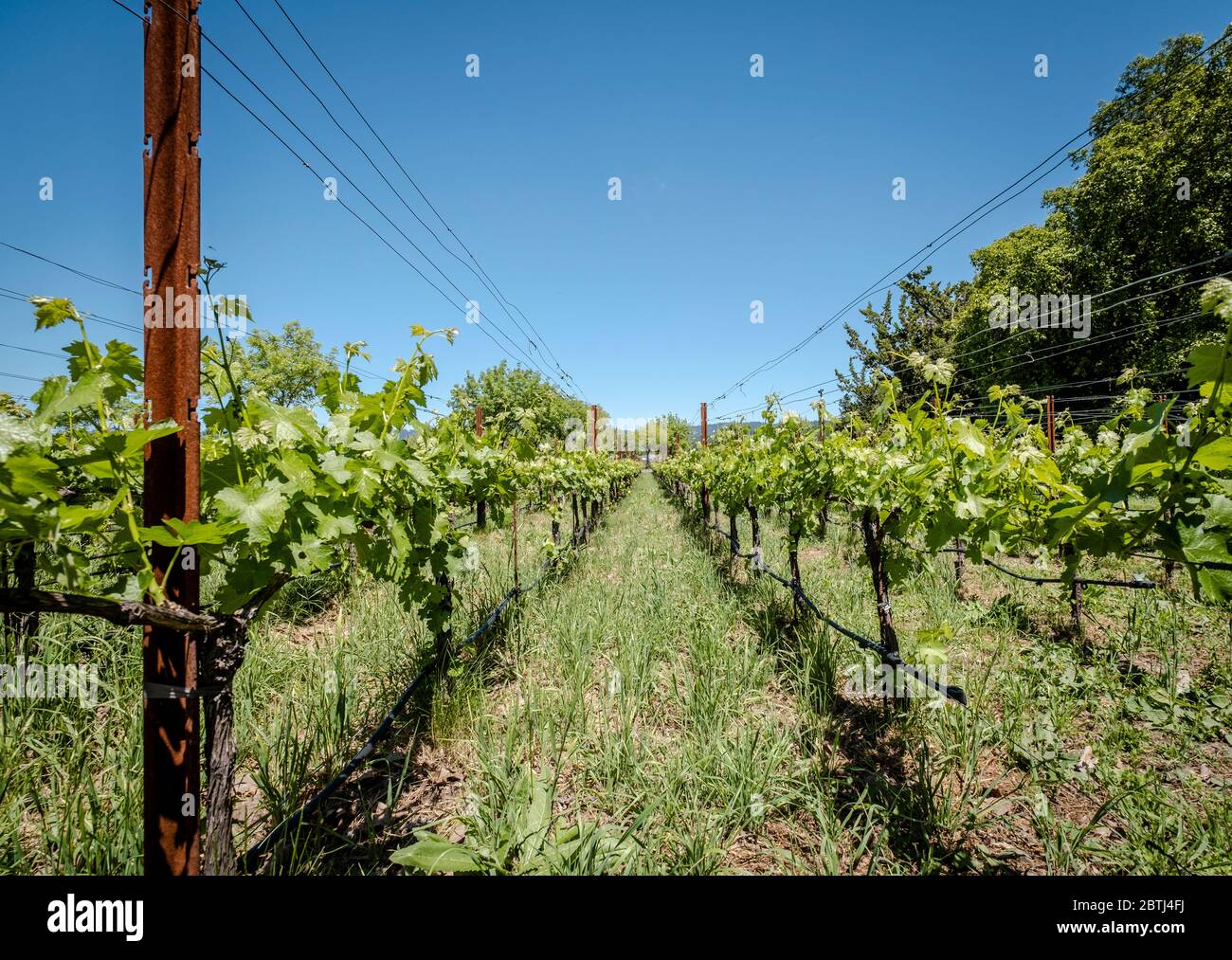Raymond vineyards california hi-res stock photography and images - Alamy