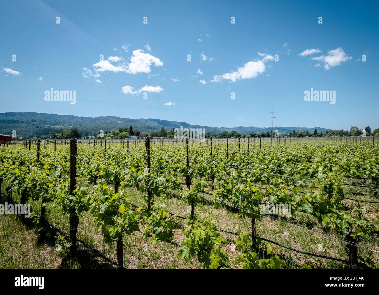 Raymond Vineyards. Raymond Vineyards has over 300 acres of estate ...