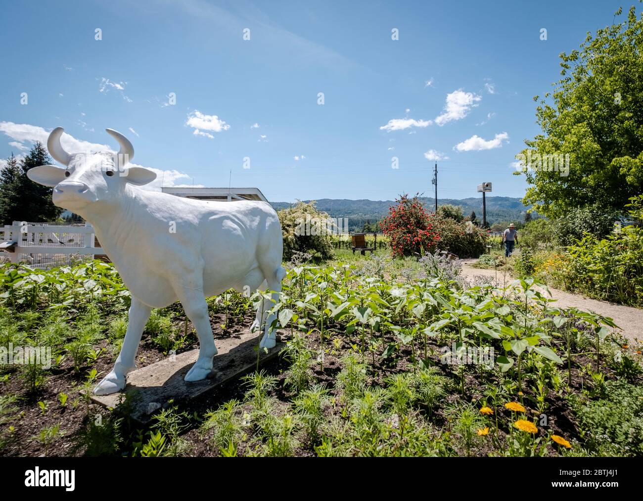 Raymond Vineyards. Raymond Vineyards has over 300 acres of estate ...