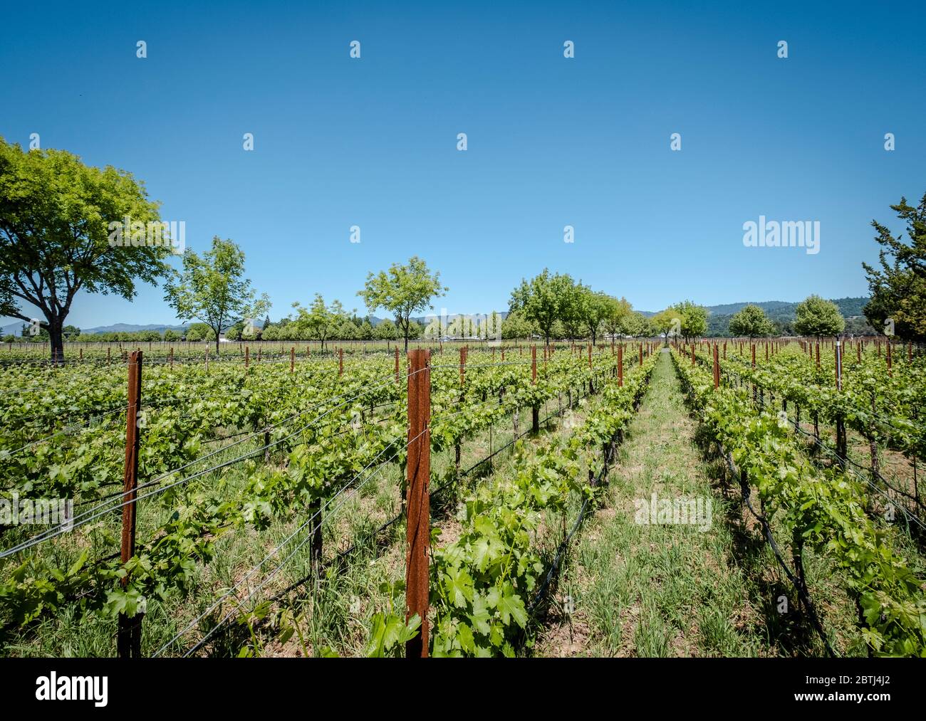 Raymond Vineyards. Raymond Vineyards has over 300 acres of estate ...