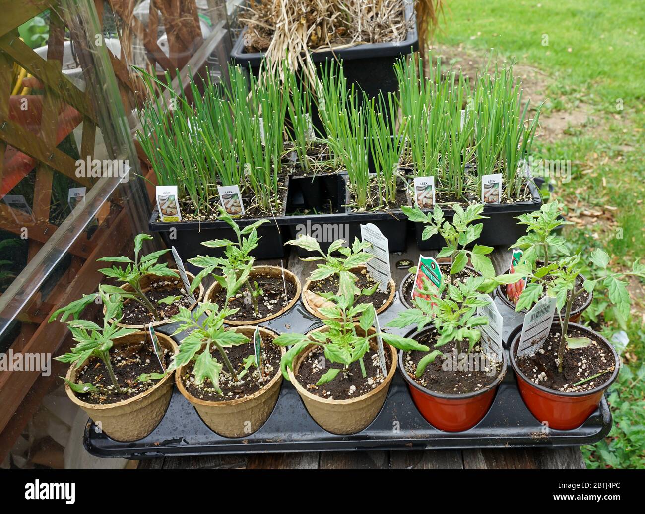 Seedlings grown in Indoor Greenhouse in Ontario, Canada Stock Photo - Alamy