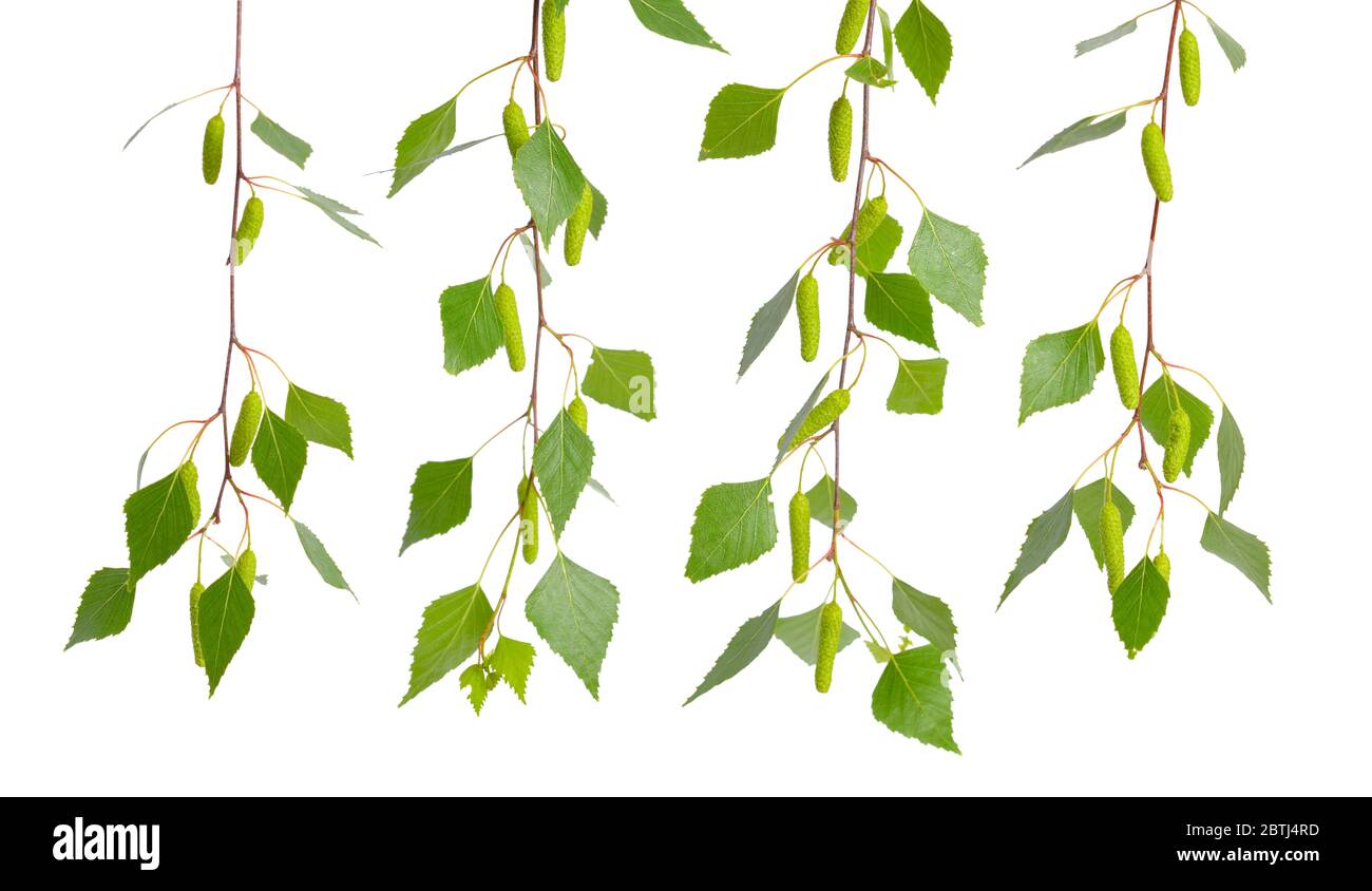 Birch twigs with leaves isolated on white background Stock Photo - Alamy