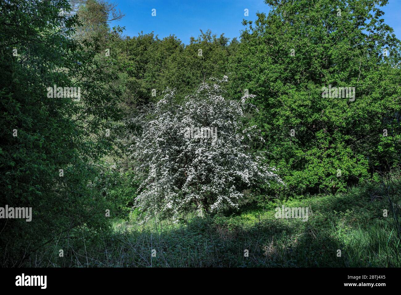 Hawthorn in full bloom in a UK field also known as the May tree as its ...