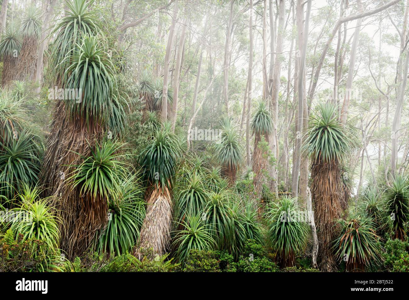 Pandanus hi-res stock photography and images - Alamy