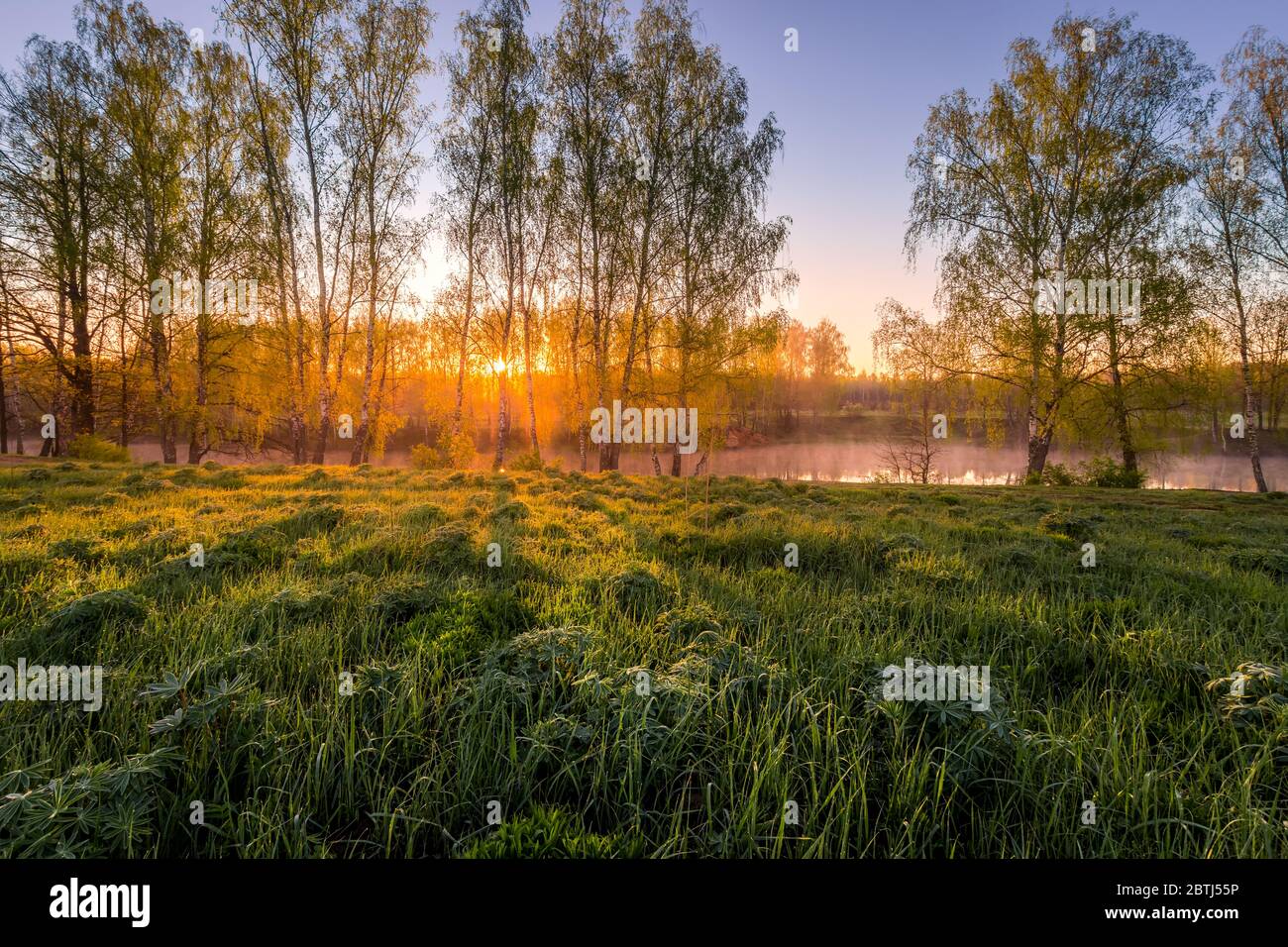 Sunrise or sunset in a spring field with green grass, lupine sprouts ...