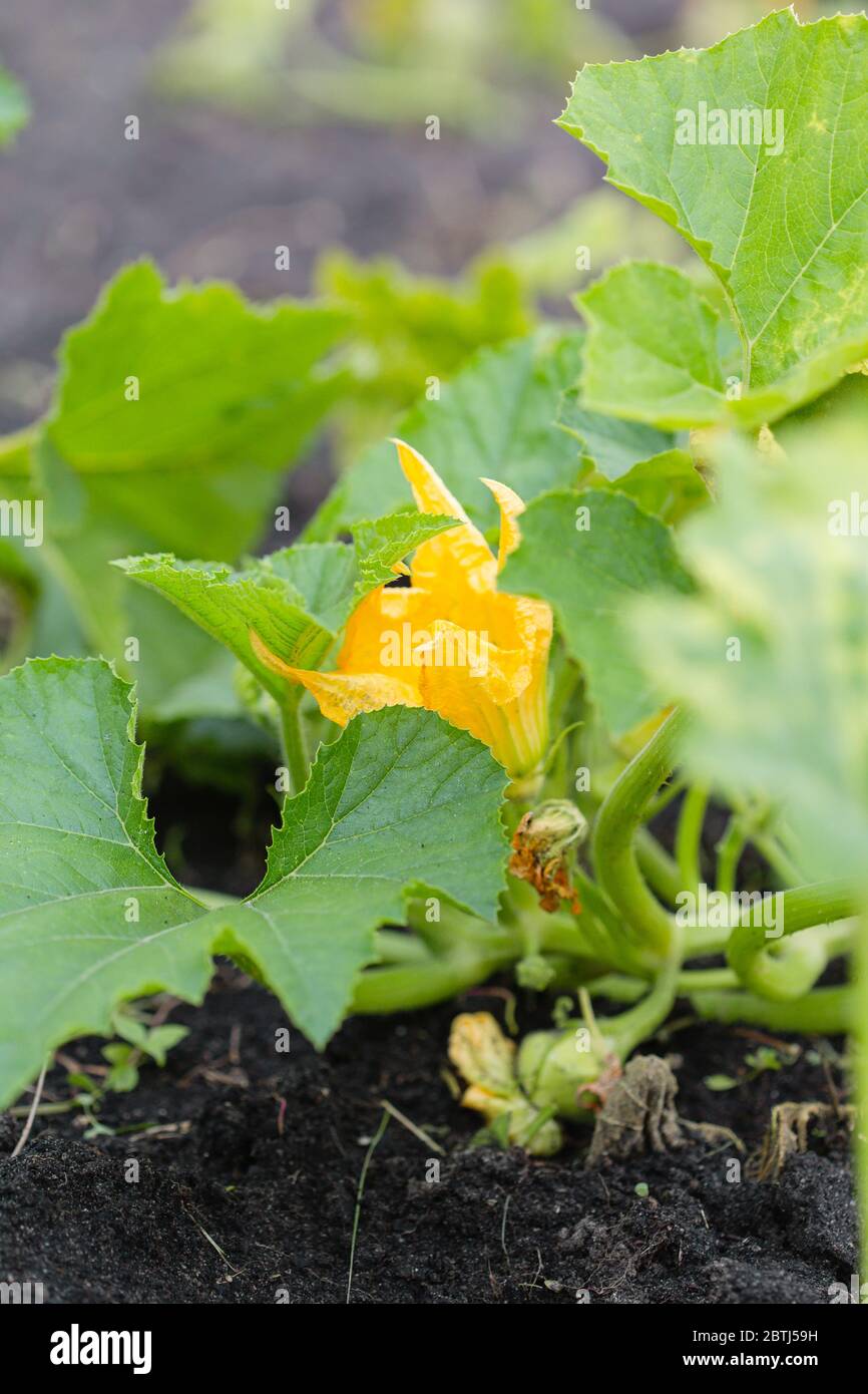 Plants in organic vegetable garden, squash vegetable blossoms in urban ...